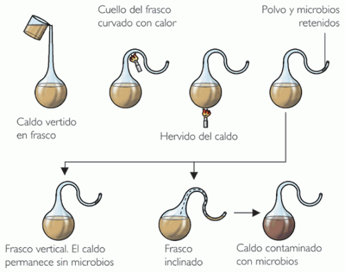 Experimento de Louis Pasteur - Escuelapedia - Recursos Educativos