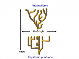 El gradualismo y el equilibrio puntuado - Escuelapedia - Recursos ...
