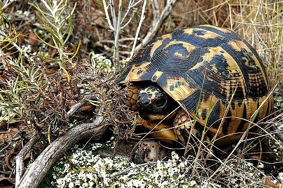 Estivación - Escuelapedia - Recursos Educativos